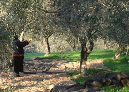 Our story – Olive Harvest